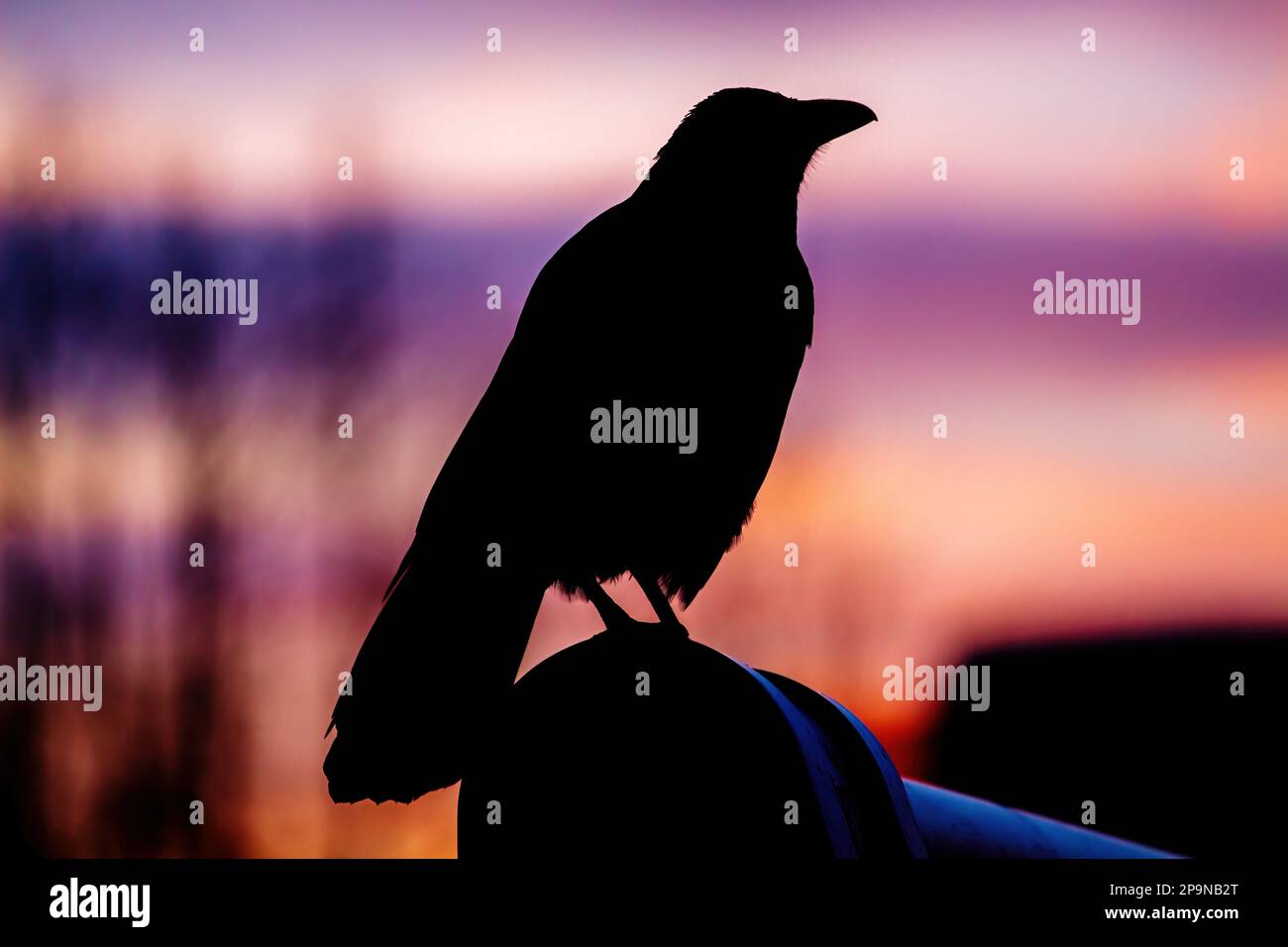 The silhouette of a raven against the background of a crimson sunset ...