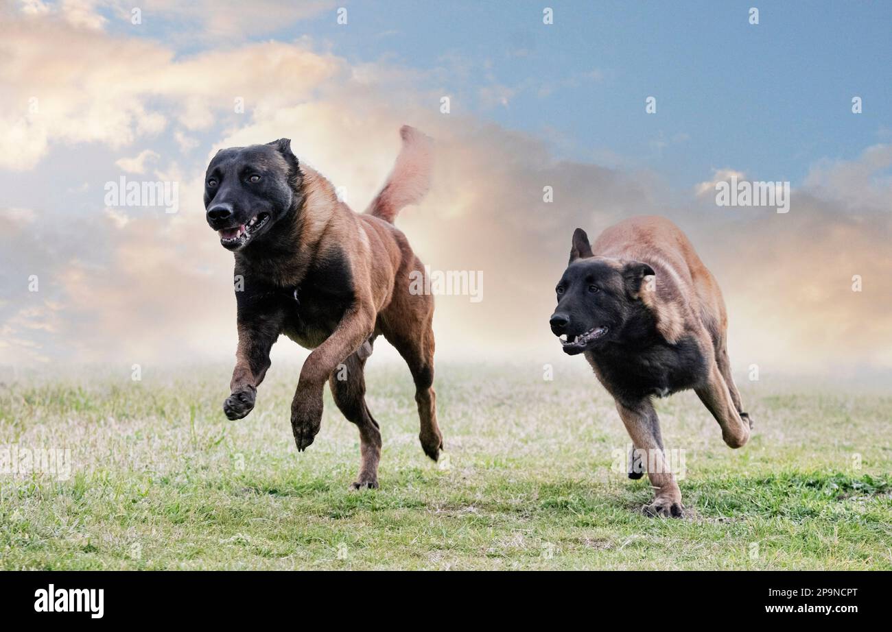 Two running shepherds hi-res stock photography and images - Alamy