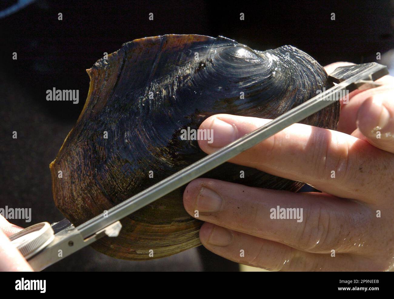 Researchers measure a pink heelsplitter mussel, named for its sharply ...