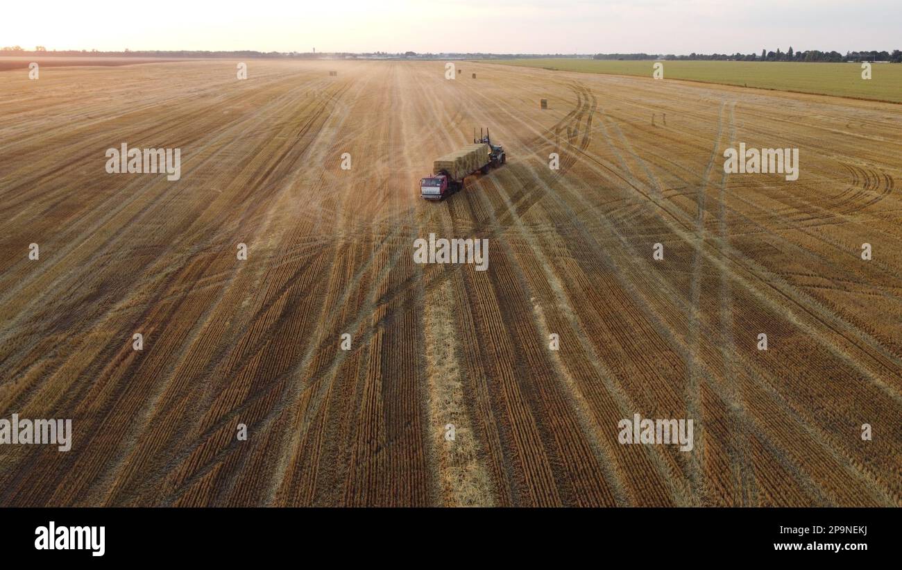 Collecting gathering stacks of straw in wheat after harvest field ...