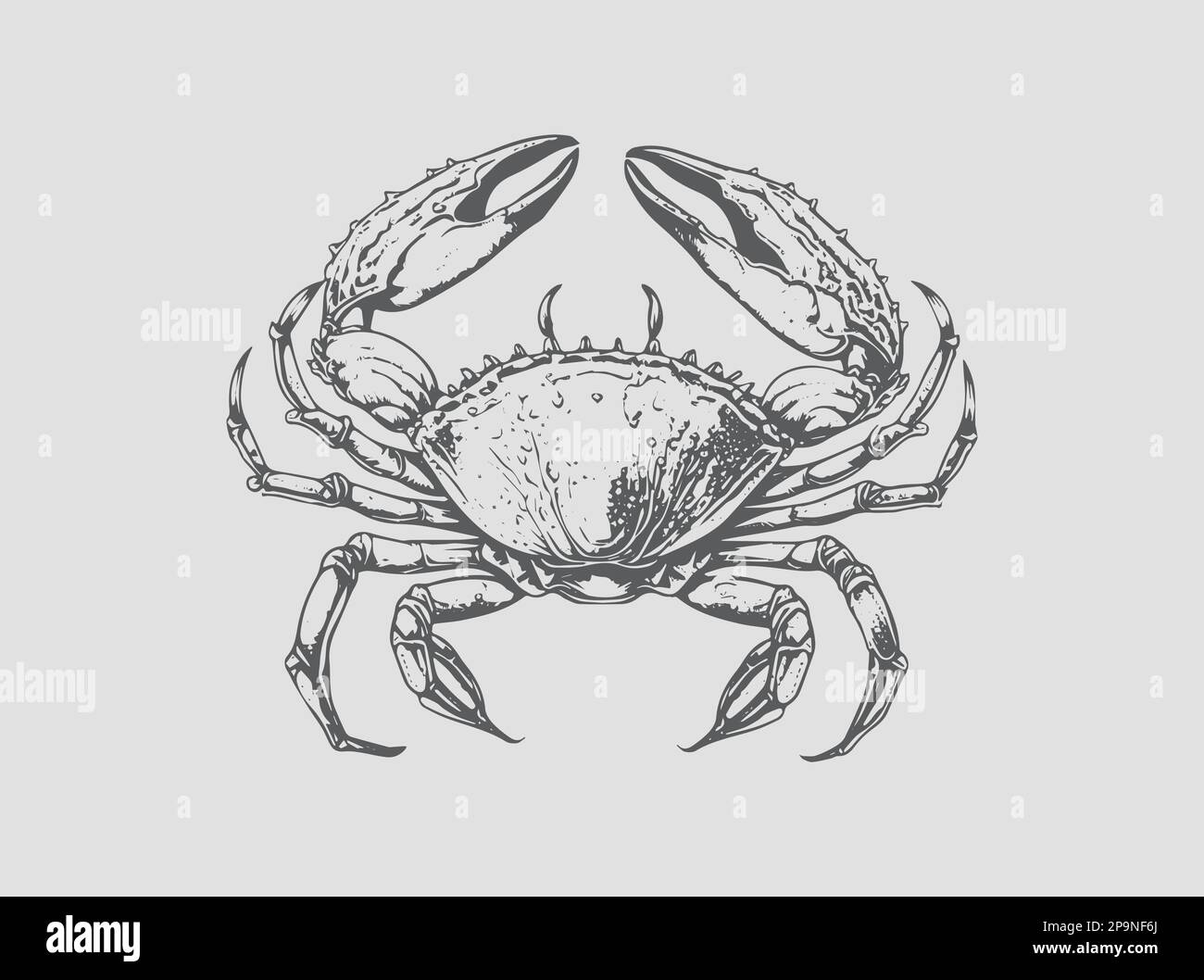 Crab Isolated Drawing. Sea Animal Vector illustration. Seafood. Vector ...