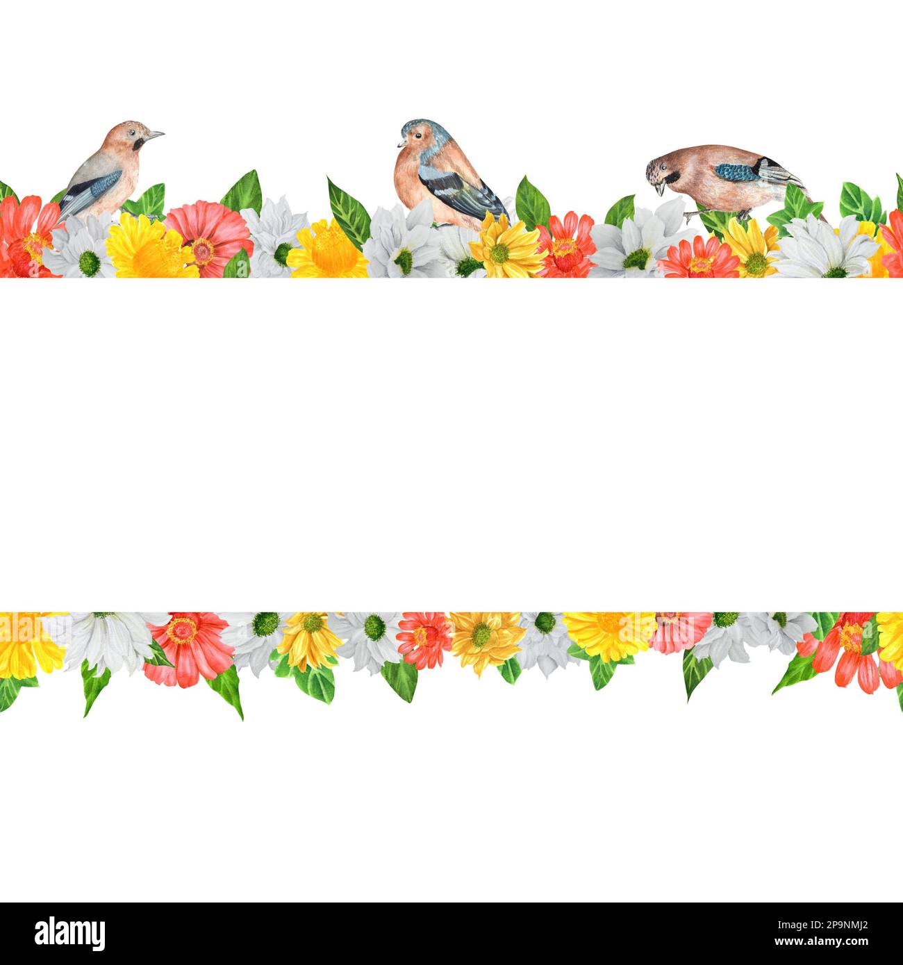 Hand-drawn watercolor seamless borders with garden flowers: zinnia and ...