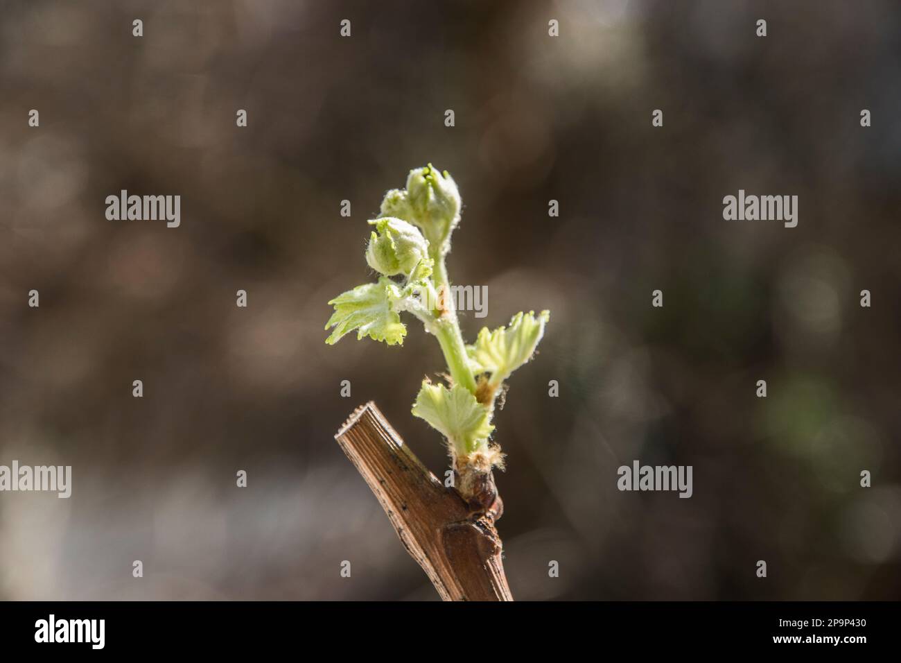 Spring vine buds sprouting with young leaves Stock Photo - Alamy