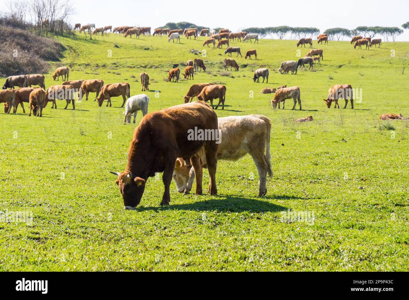 Cows in the Roman countryside Stock Photo - Alamy