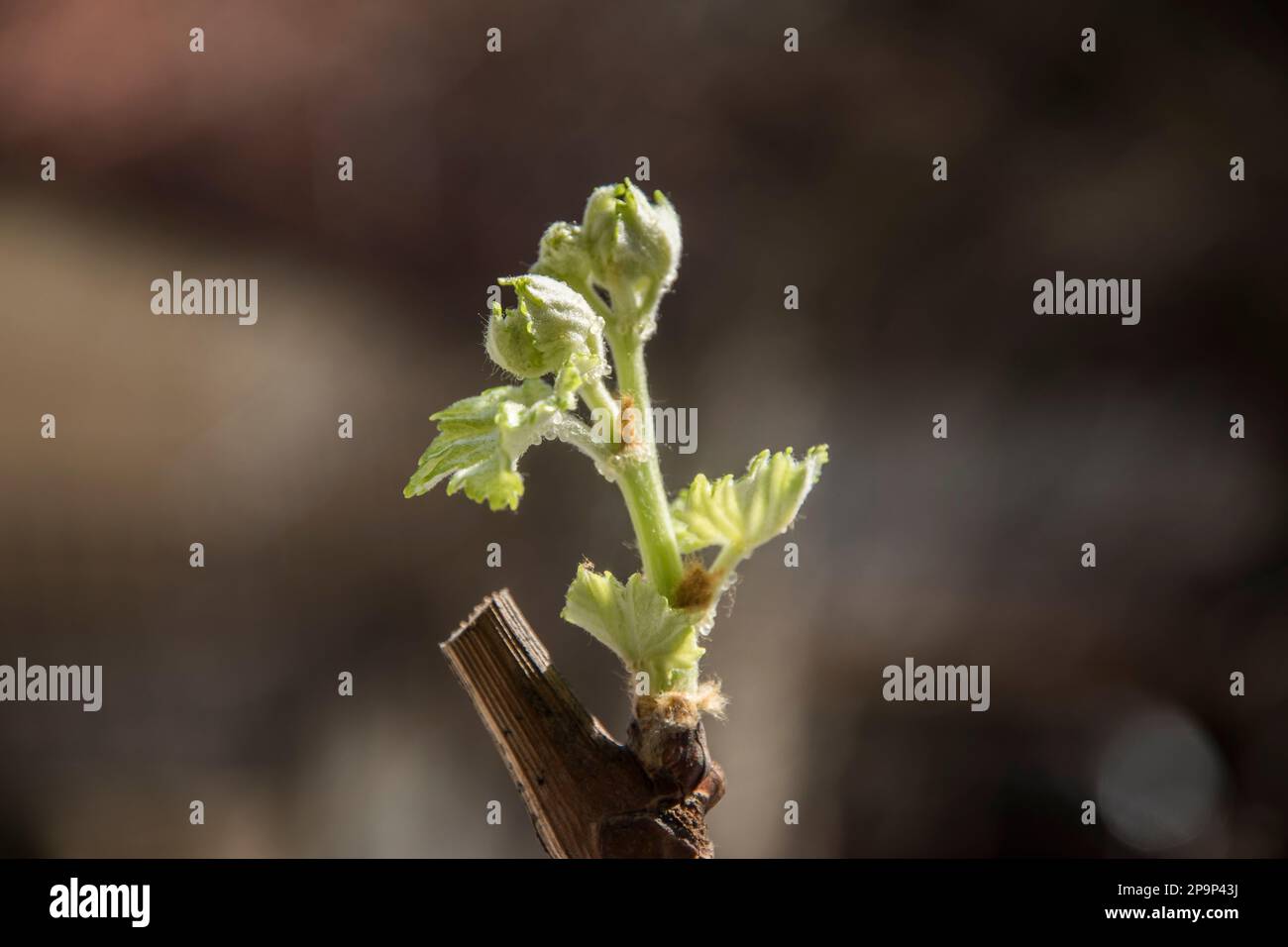 Vine leaves sprouting hi-res stock photography and images - Alamy