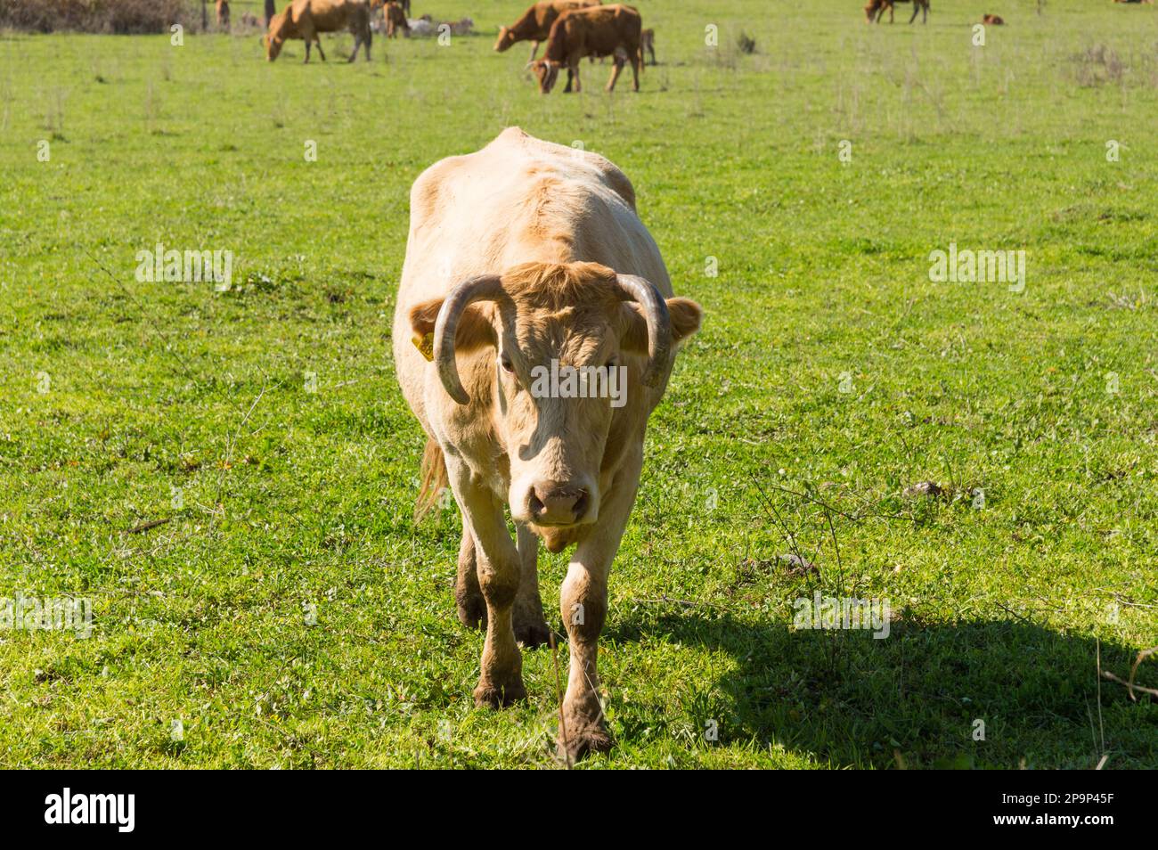 Cow in rome hi-res stock photography and images - Alamy