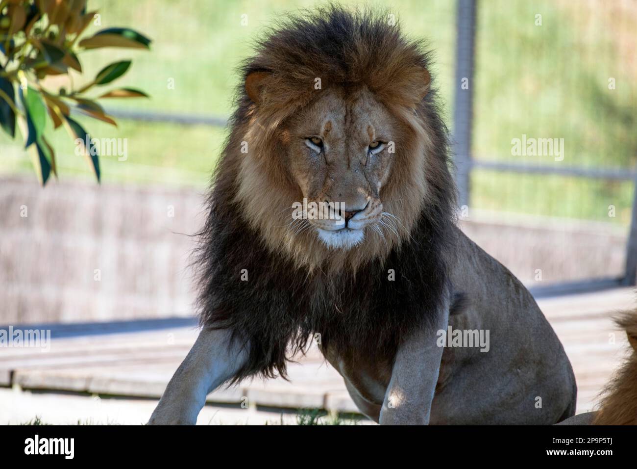 March 11, 2023, Sydney, New South Wales, Australia: Male African Lion ...