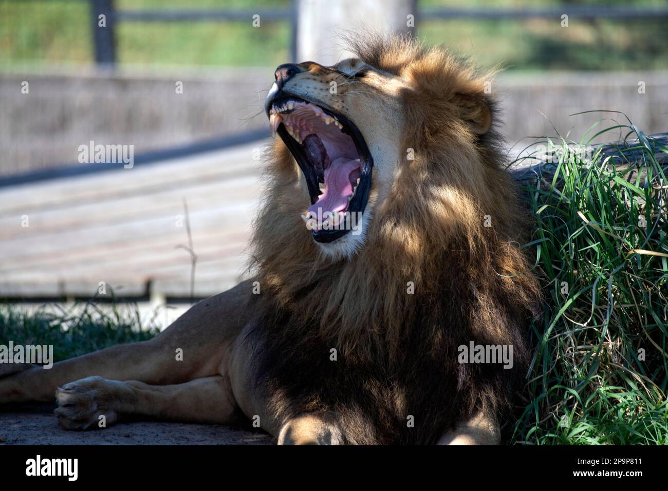 March 11, 2023, Sydney, New South Wales, Australia: Male African Lion ...