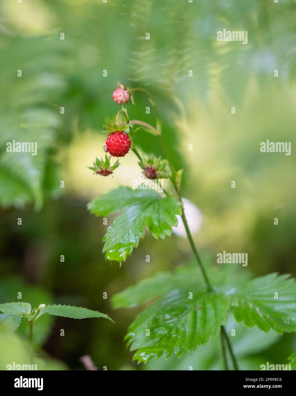 Commonly called the wild strawberry hi-res stock photography and images ...