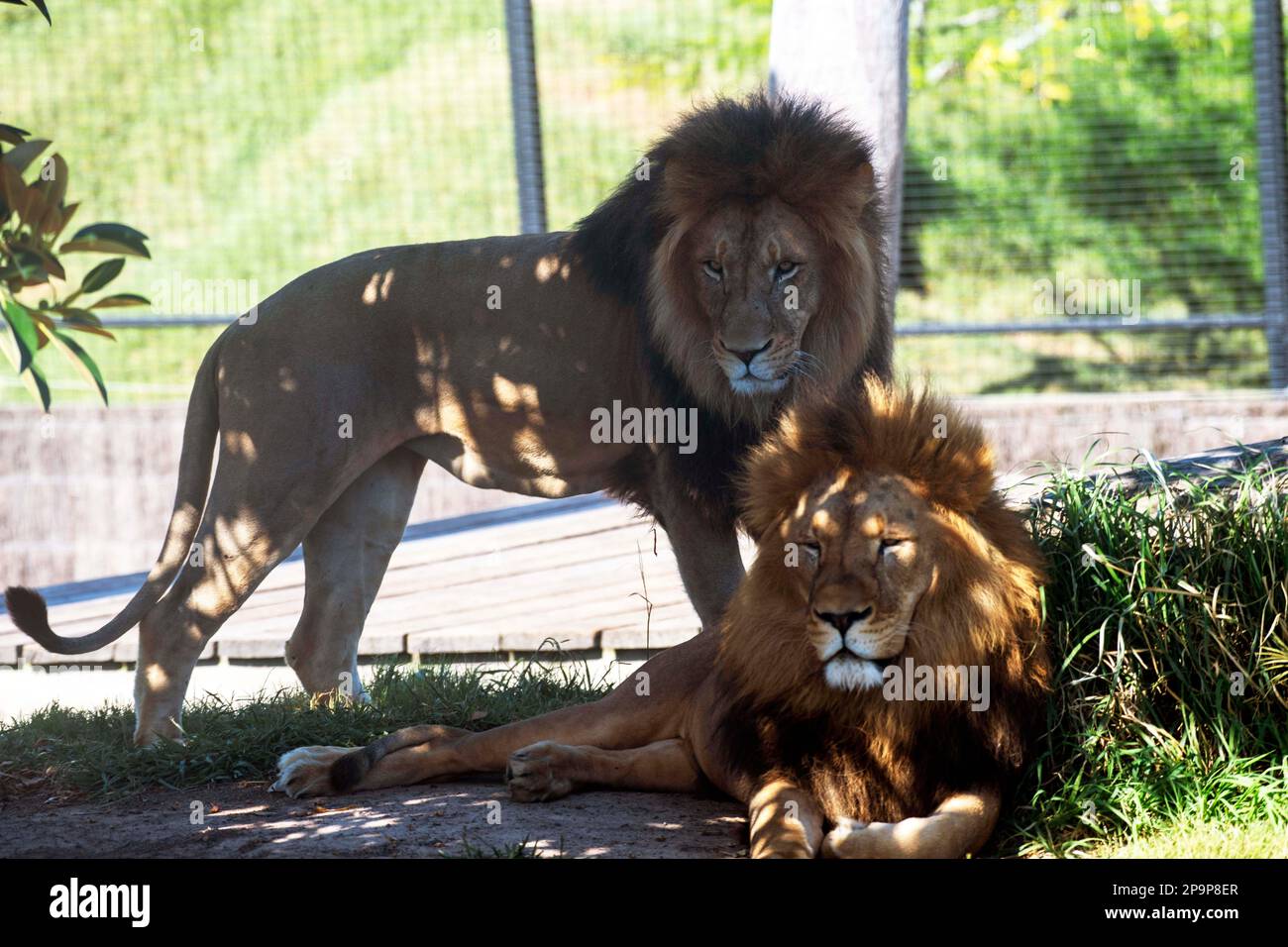 March 11, 2023, Sydney, New South Wales, Australia: Two Male African ...