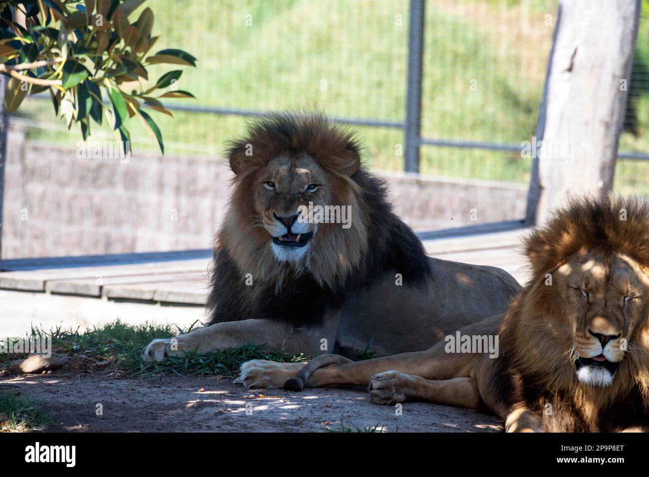 March 11, 2023, Sydney, New South Wales, Australia: Two Male African ...