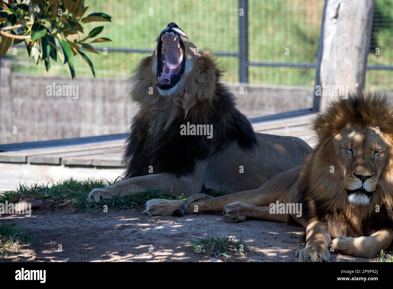 March 11, 2023, Sydney, New South Wales, Australia: Two Male African ...