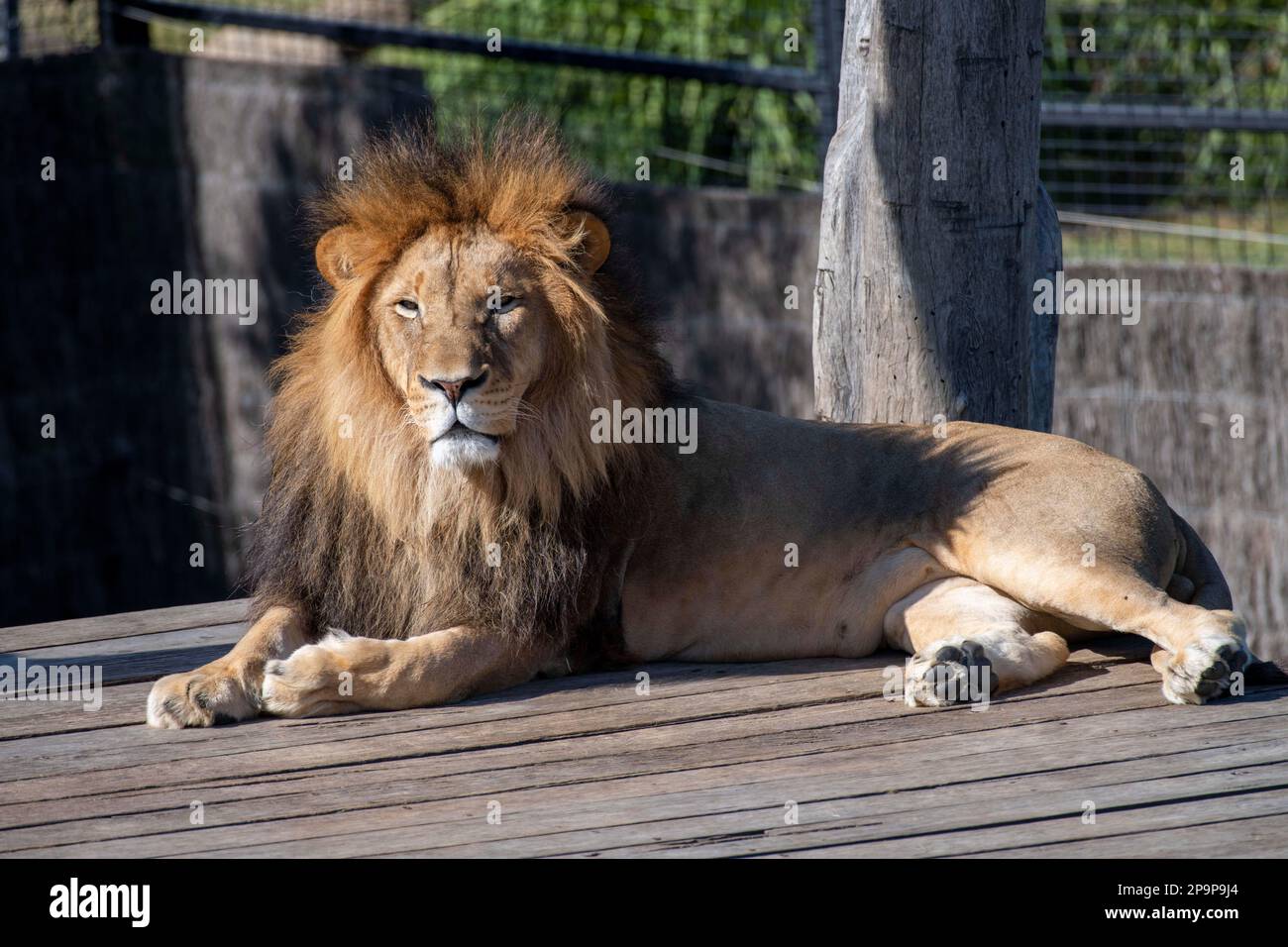 African male lion 2020 hi-res stock photography and images - Alamy