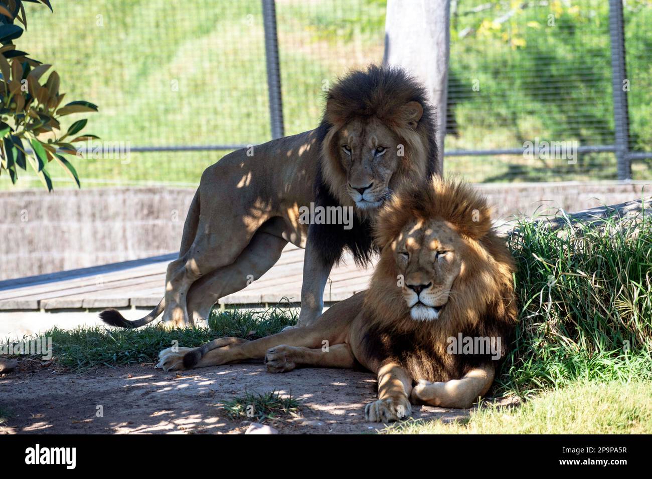 March 11, 2023, Sydney, New South Wales, Australia: Two Male African ...