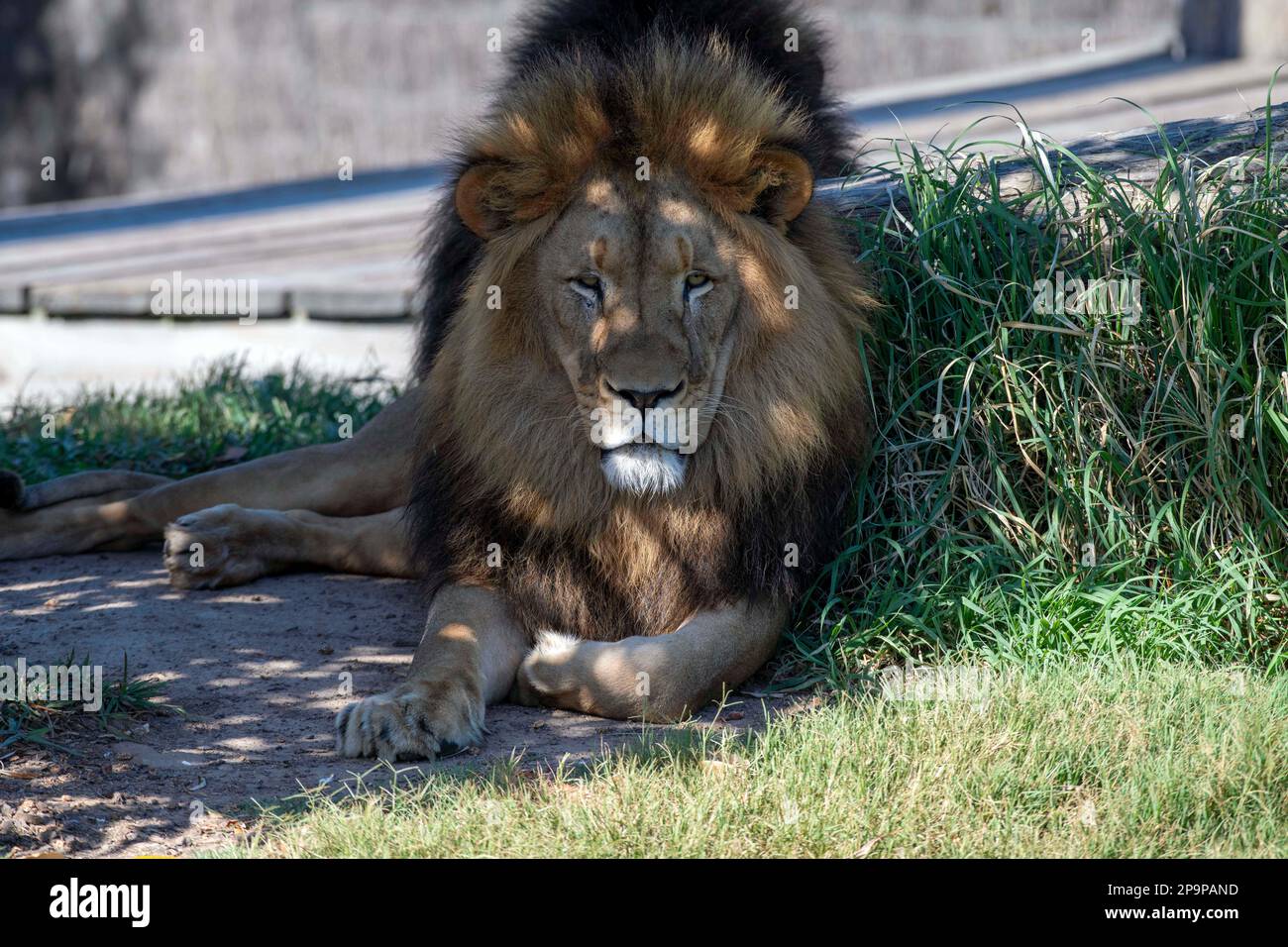 March 11, 2023, Sydney, New South Wales, Australia: Male African Lion ...