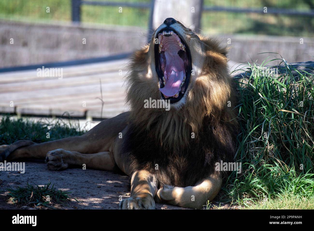 March 11, 2023, Sydney, New South Wales, Australia: Male African Lion ...