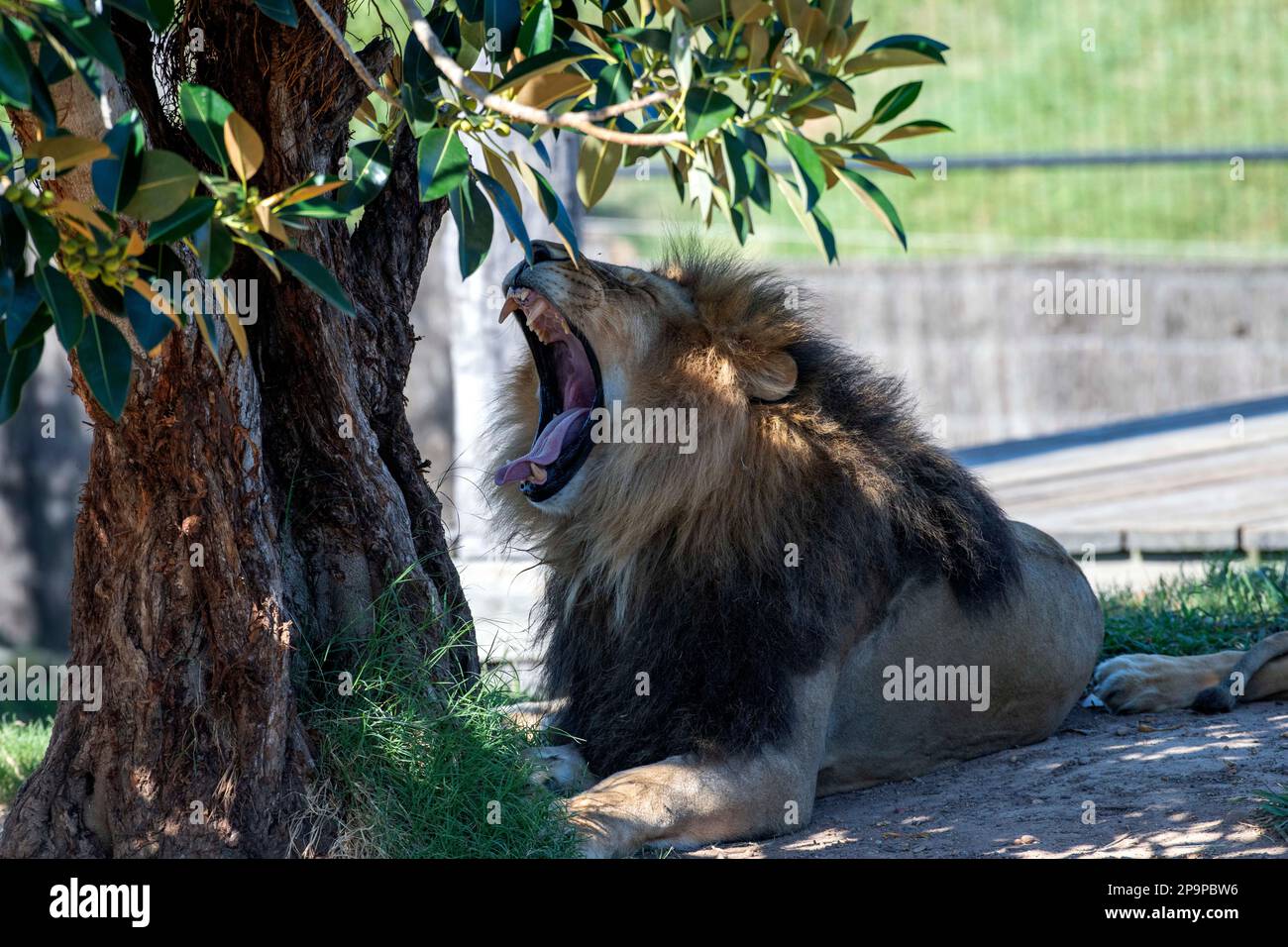 March 11, 2023, Sydney, New South Wales, Australia: Male African Lion ...