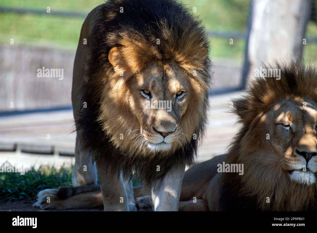 Sydney, New South Wales, Australia. 11th Mar, 2023. Male African Lion ...