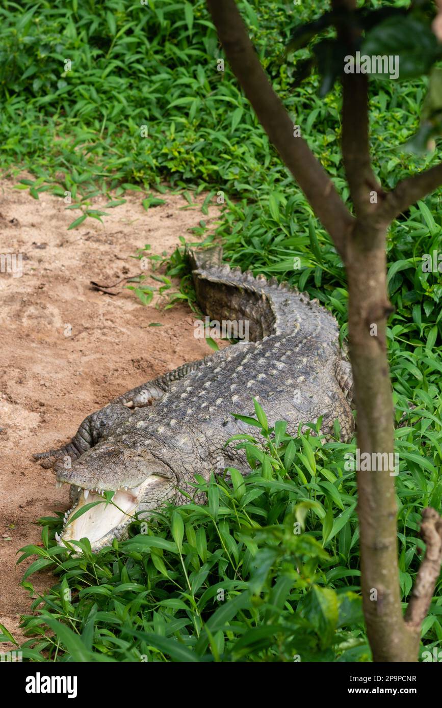 Portrait of a crocodile in its natural habitat and sunbathing in Mysore ...