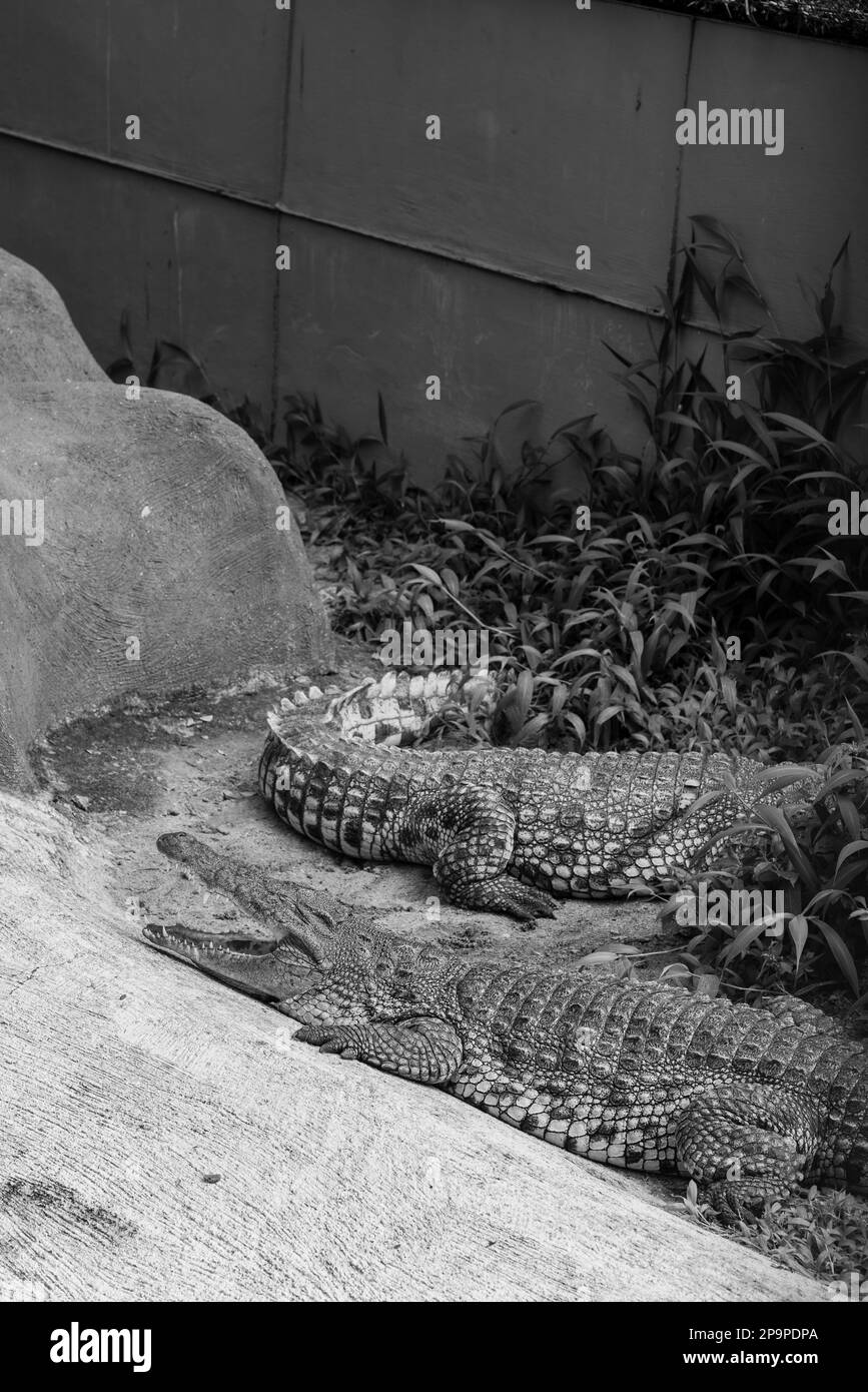Portrait of a crocodile in its natural habitat and sunbathing in Mysore ...