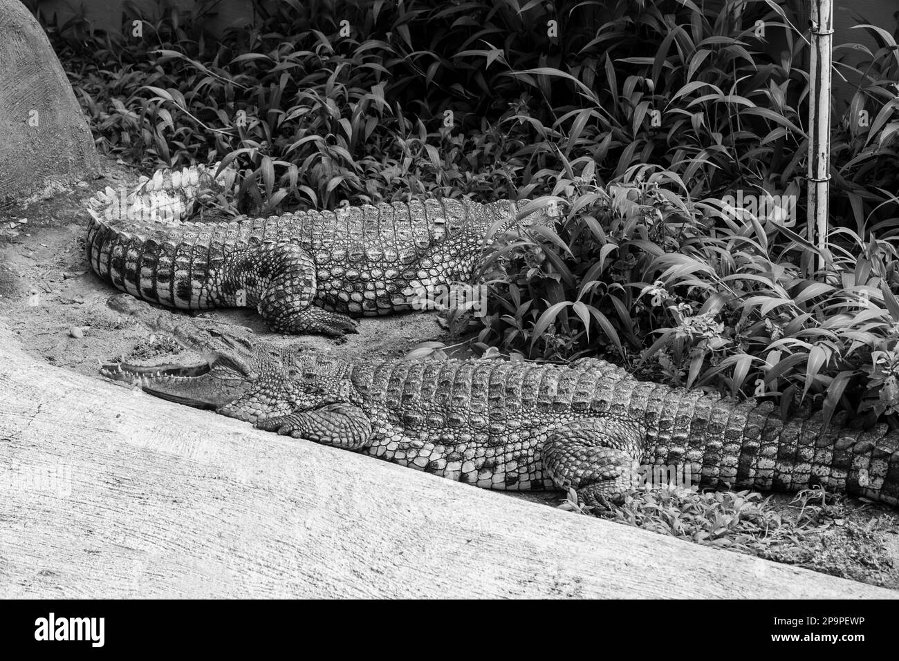 Portrait of a crocodile in its natural habitat and sunbathing in Mysore ...