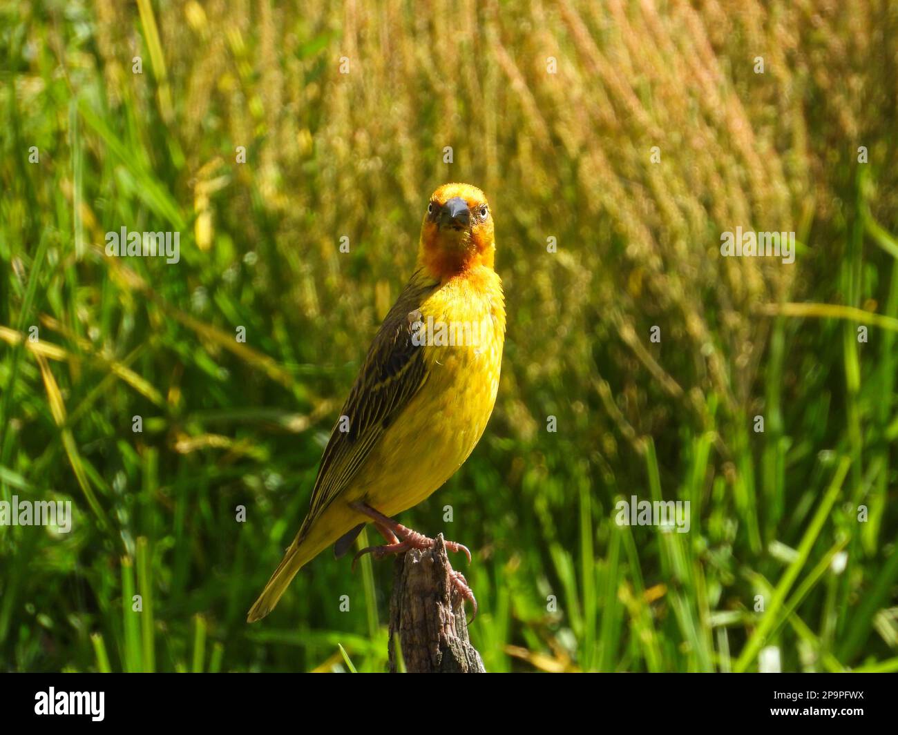 Glares at camera hi-res stock photography and images - Alamy