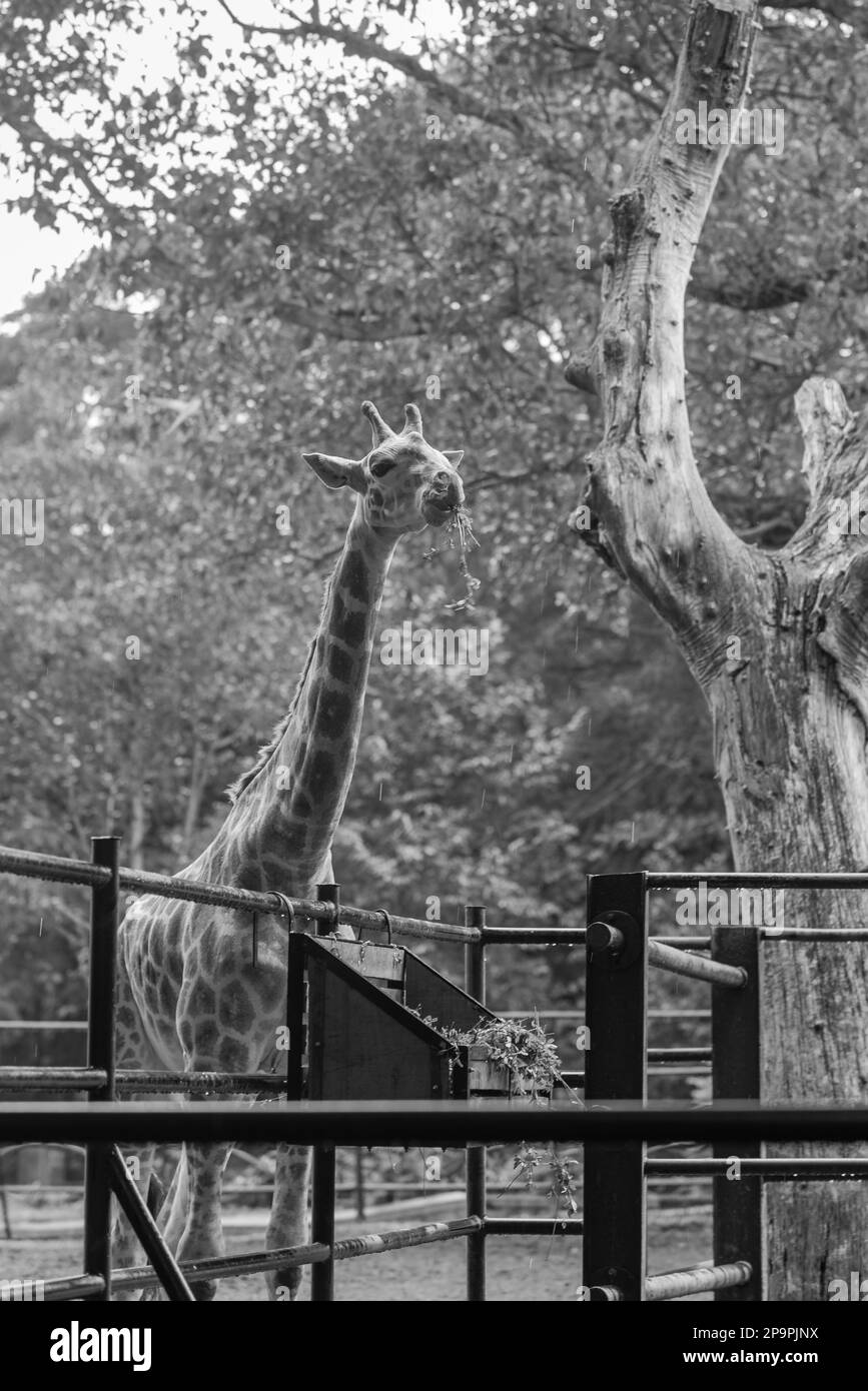 Portrait of an elegant Giraffe in its natural habitat and grazing in ...