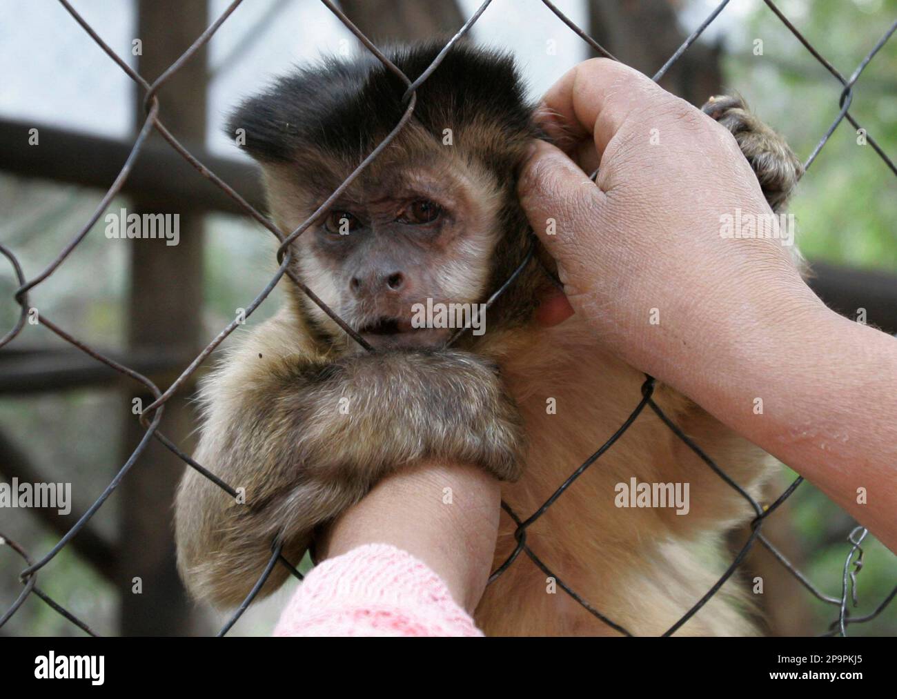 ** TO GO WITH CHILE PRIMATES ** A Capuchin monkey is seen at a rescue ...