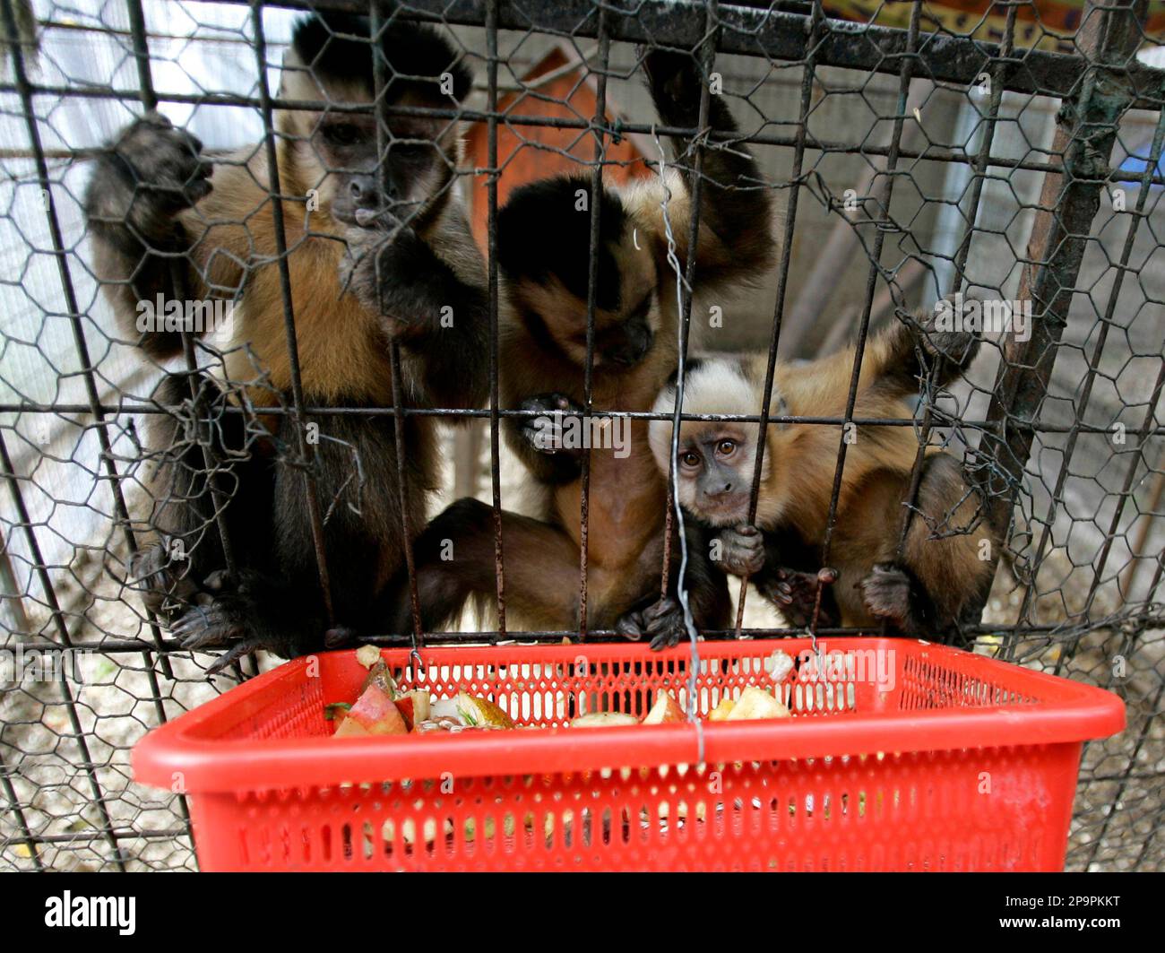 ** TO GO WITH CHILE PRIMATES ** Capuchin monkeys are seen at a rescue ...