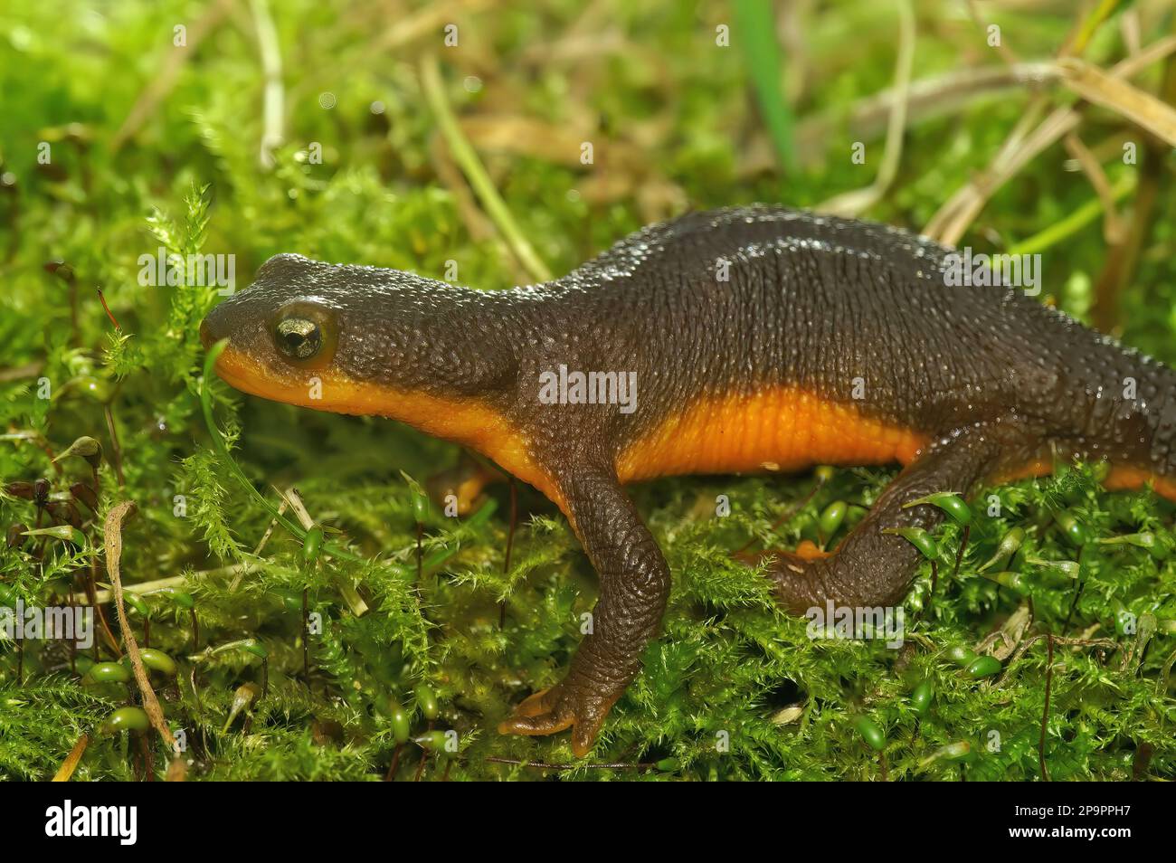 detailed closeup on a poisonous Californian Rough skinned newt, Taricha ...