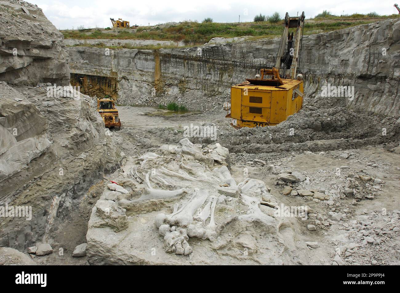 The skeleton of a mastodon from the early Pliocene, believed to be 2.5 ...