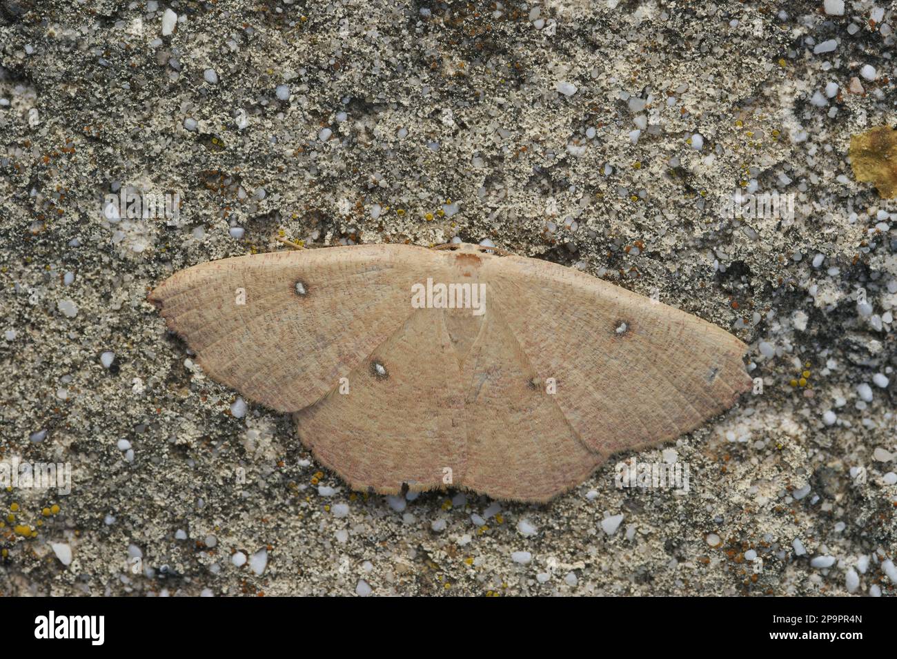 Detailed closeup on an Oak Hook-tip moth,, Watsonalla binaria, sitting ...