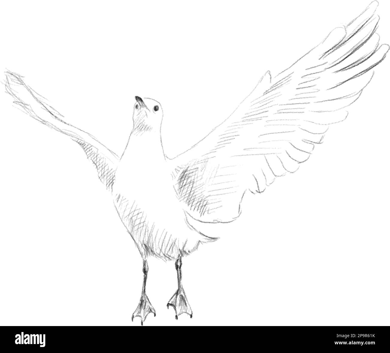 Seagull Grey pencil sketch on white background Hand drawn illustration ...