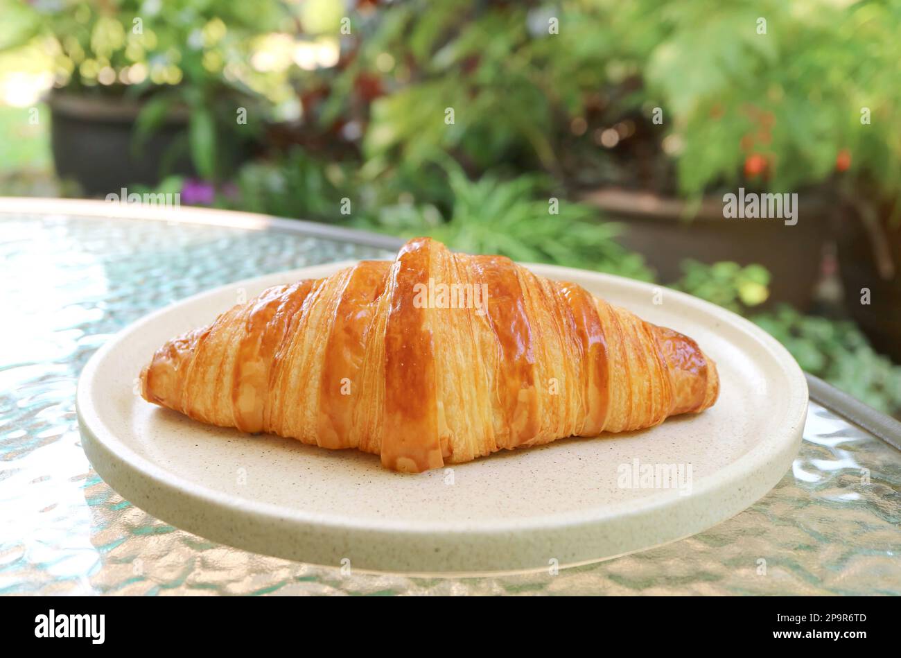 Plate of Puffy French Croissant Pastry Served on the Garden Table Stock ...