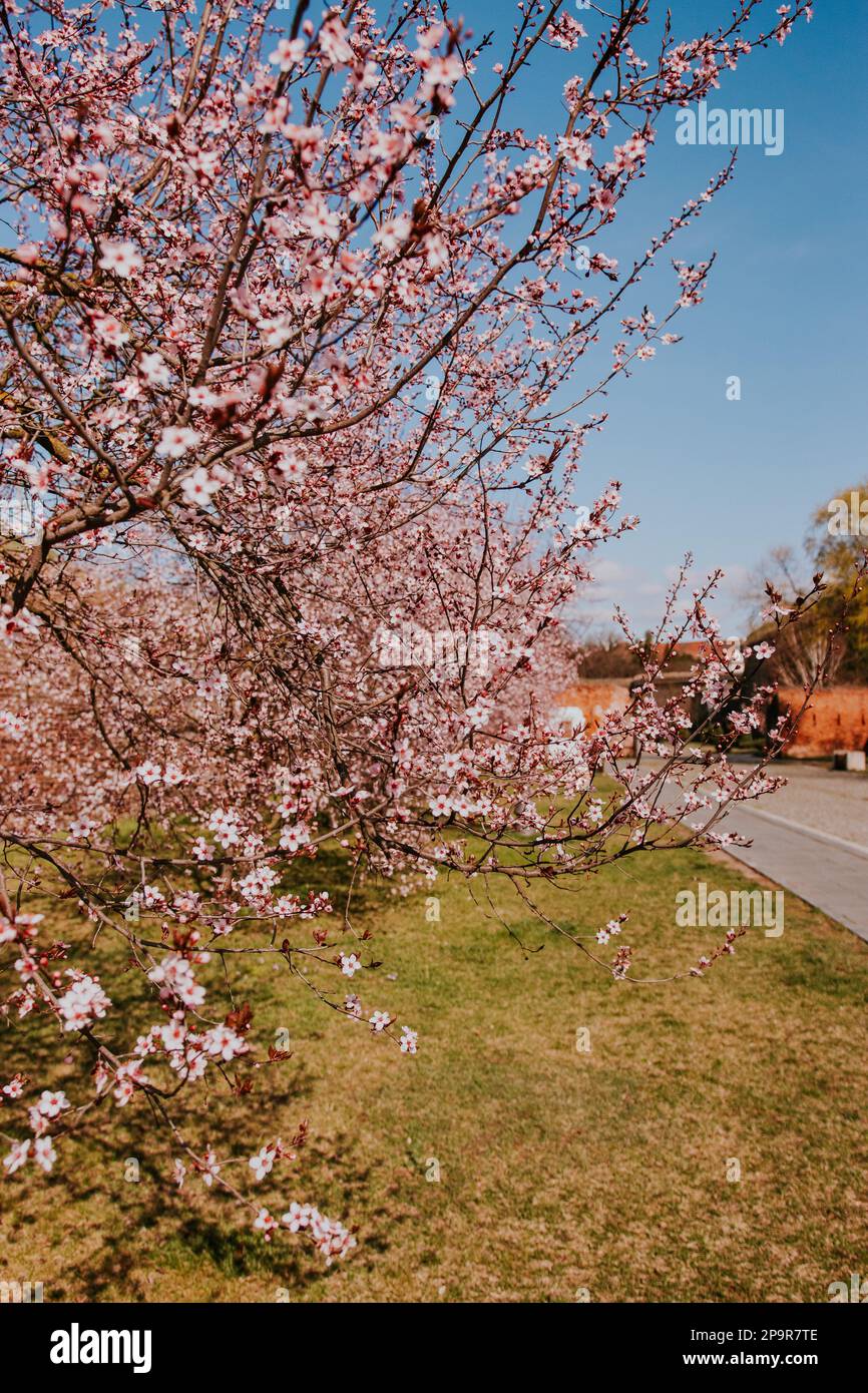 Beauty of nature in a garden on a summer day with a blooming pink tree ...