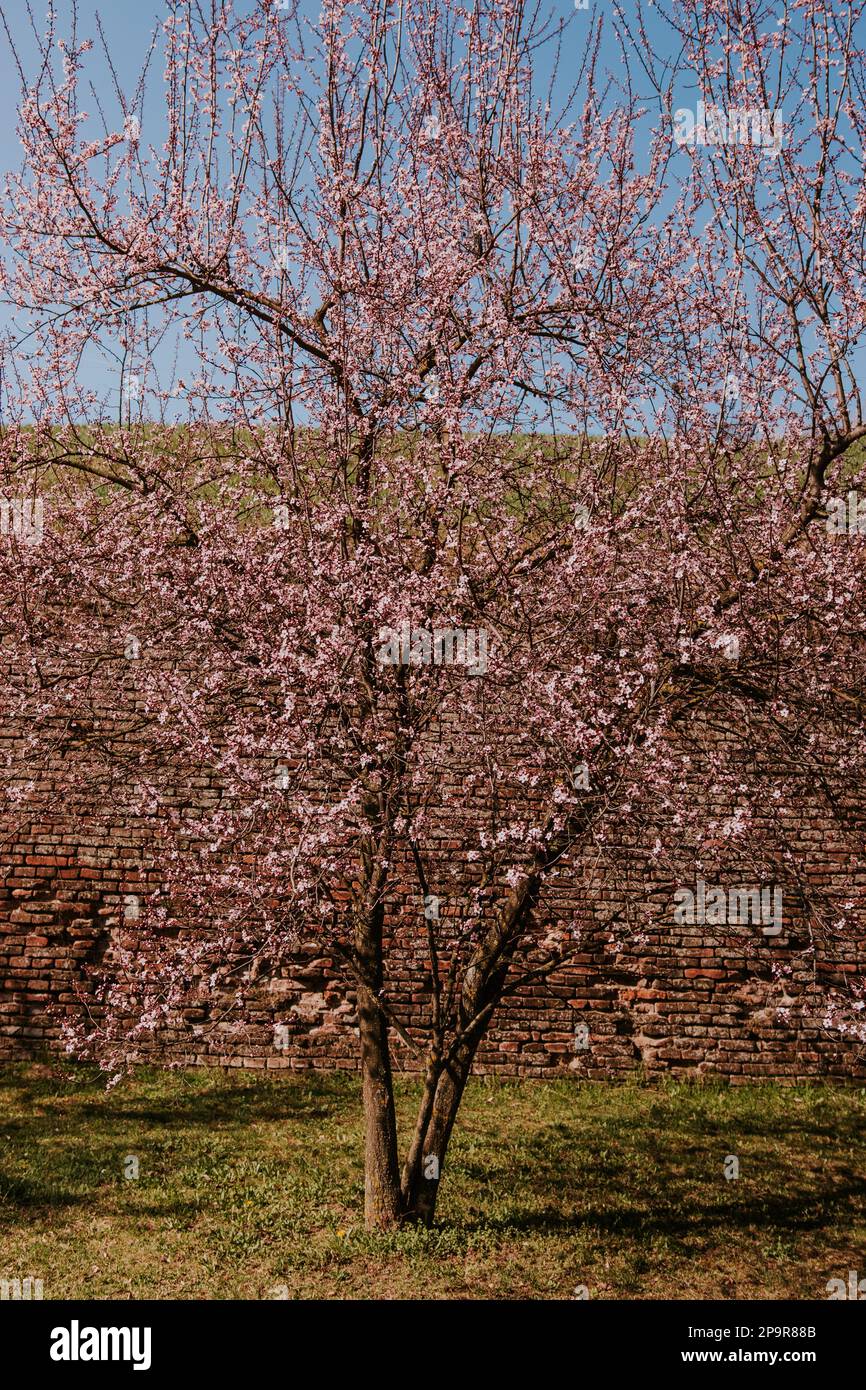 Beauty of nature in a garden on a summer day with a blooming pink tree ...