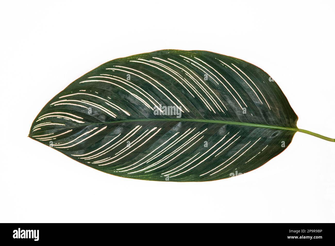 Close-up of a green plant leaf with thin pink stripes on a white ...