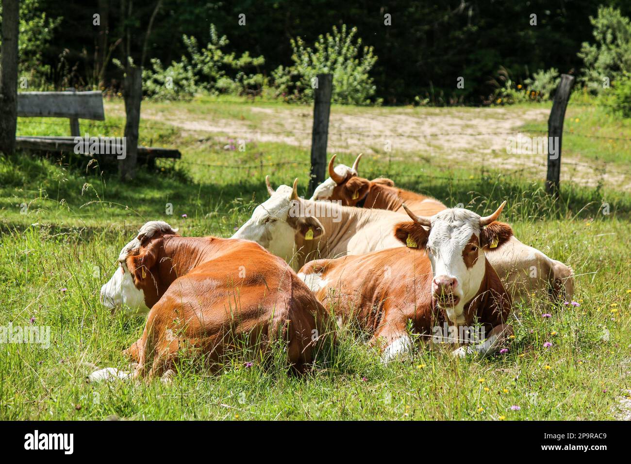 alpine cows on meadow Stock Photo - Alamy