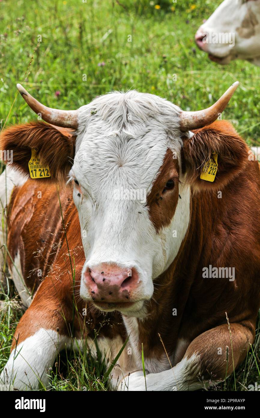 alpine cows on meadow Stock Photo - Alamy