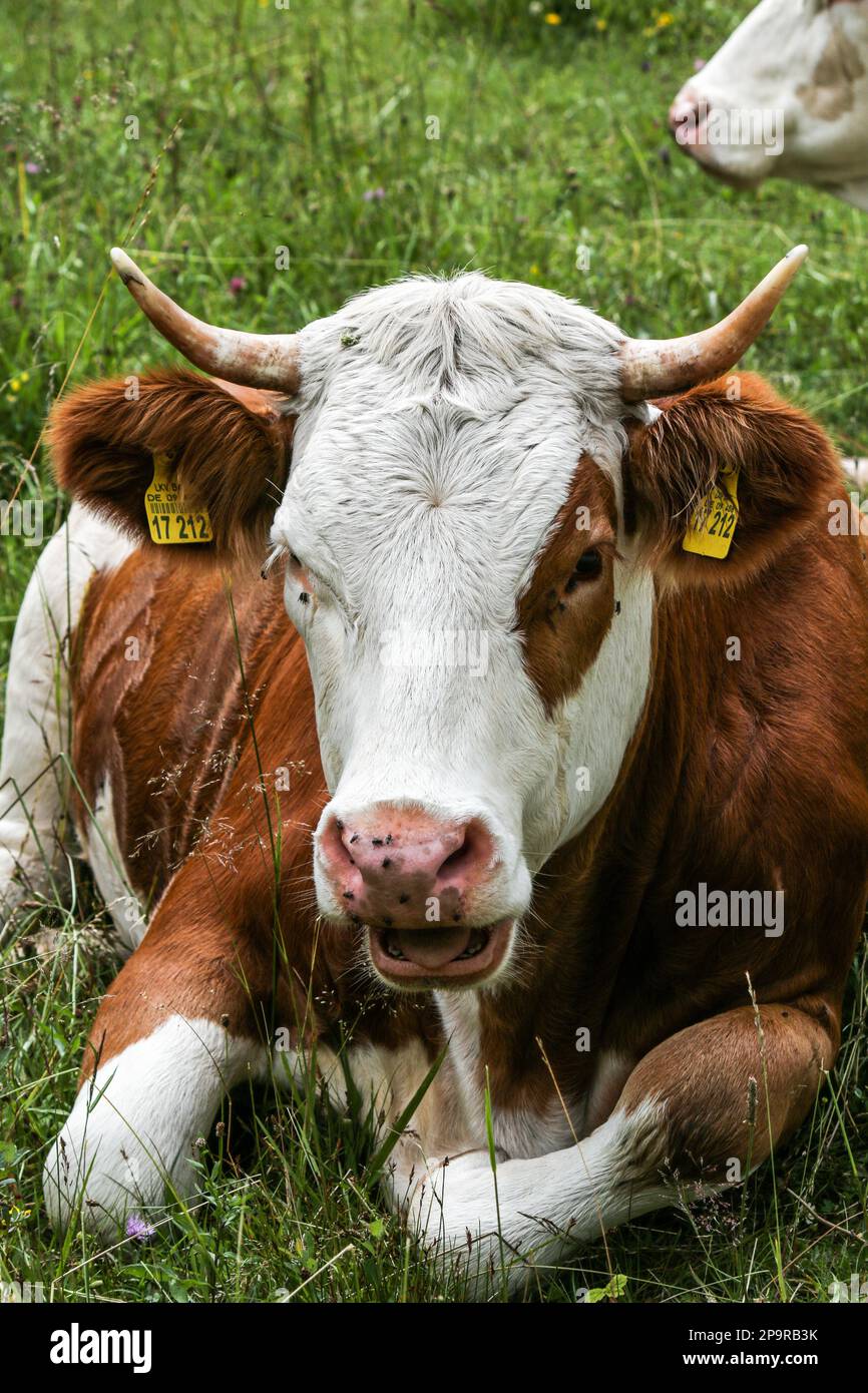 alpine cows on meadow Stock Photo - Alamy