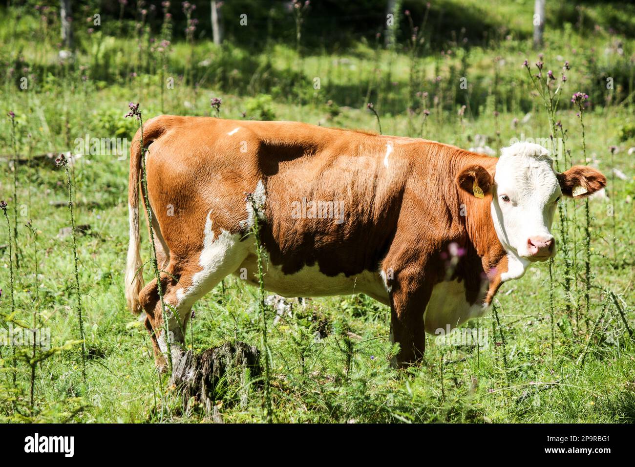 alpine cows on meadow Stock Photo - Alamy