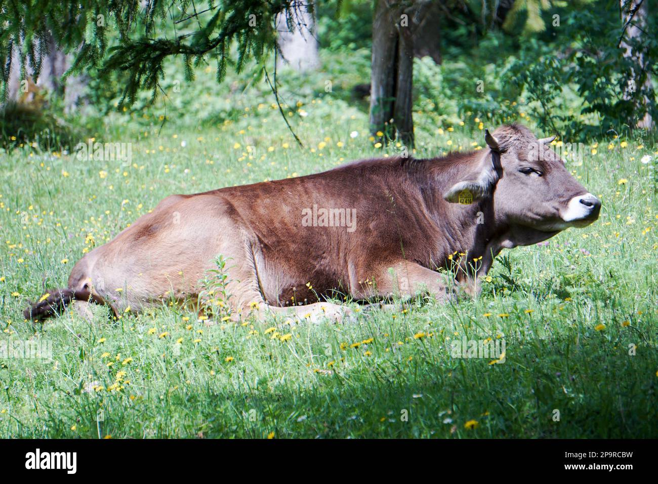 alpine cows on meadow Stock Photo - Alamy