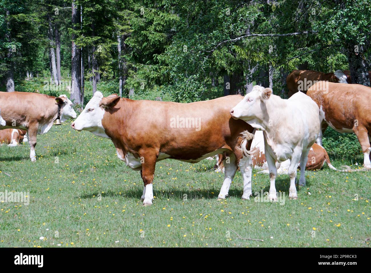 alpine cows on meadow Stock Photo - Alamy