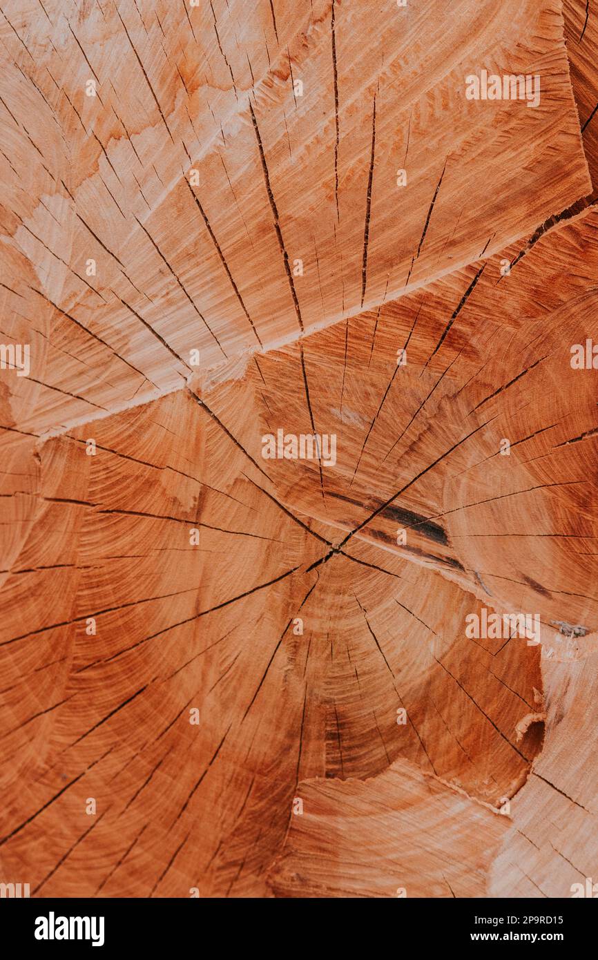 Close up of a round timber ready for construction Stock Photo - Alamy