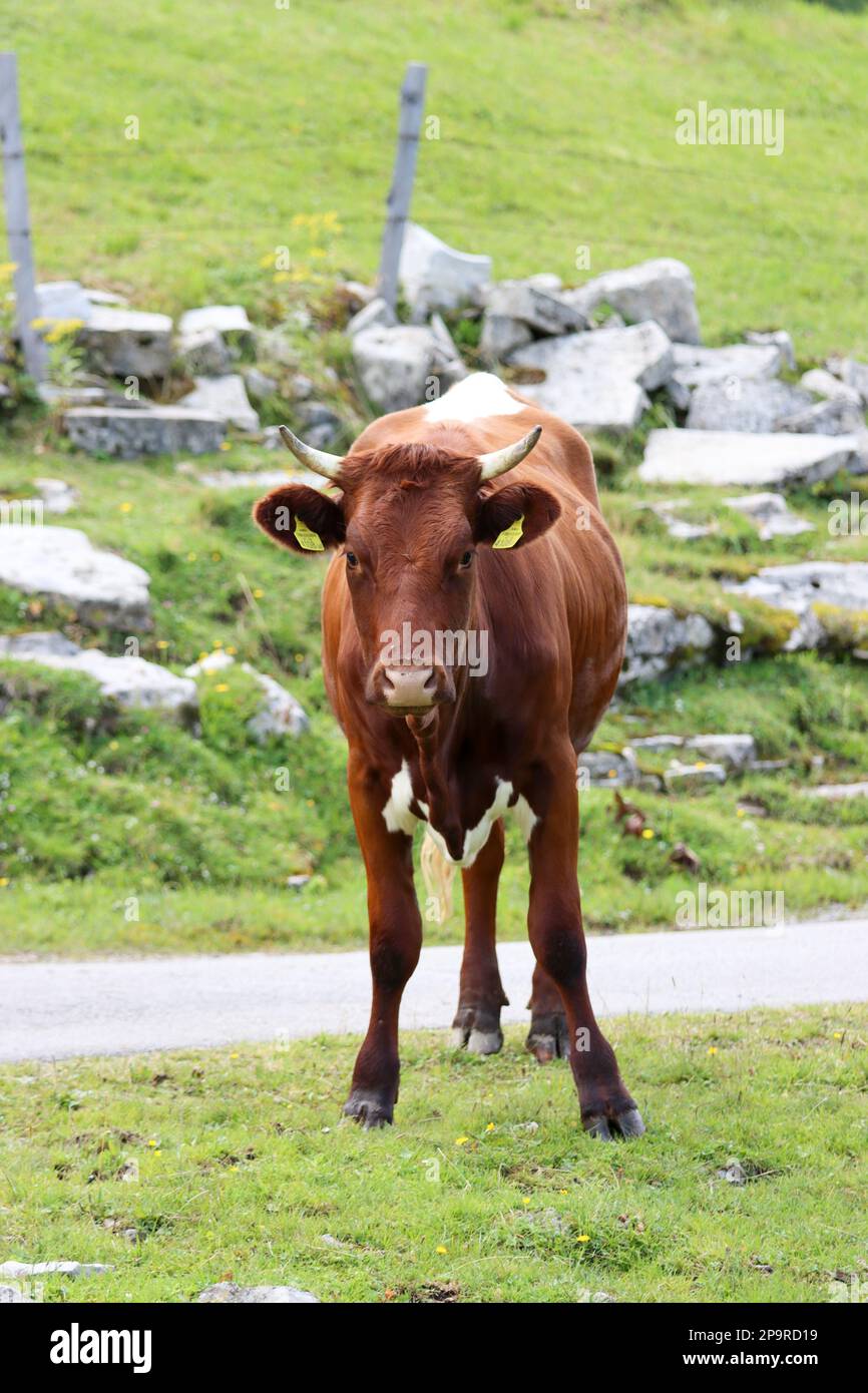 alpine cows on meadow Stock Photo - Alamy