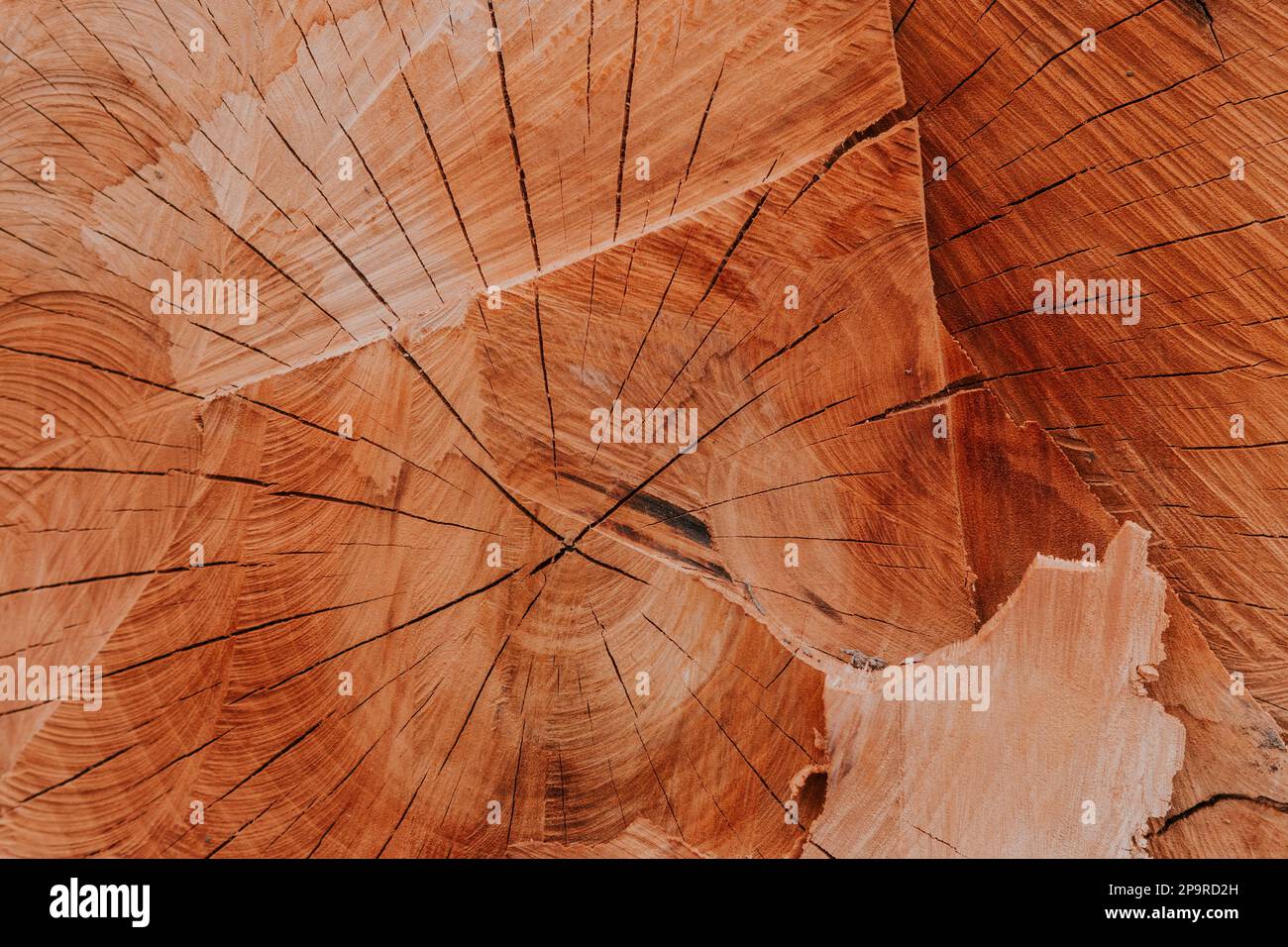 Close up of a round timber ready for construction Stock Photo - Alamy