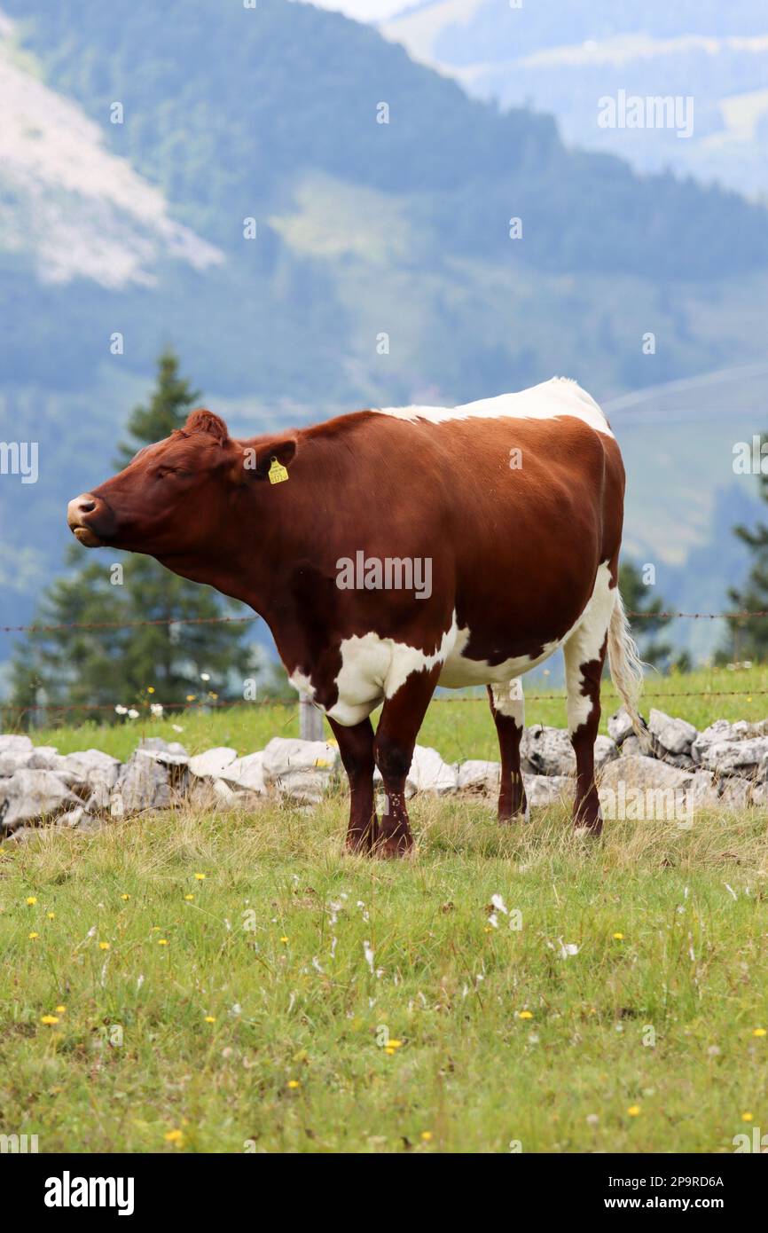 alpine cows on meadow Stock Photo - Alamy