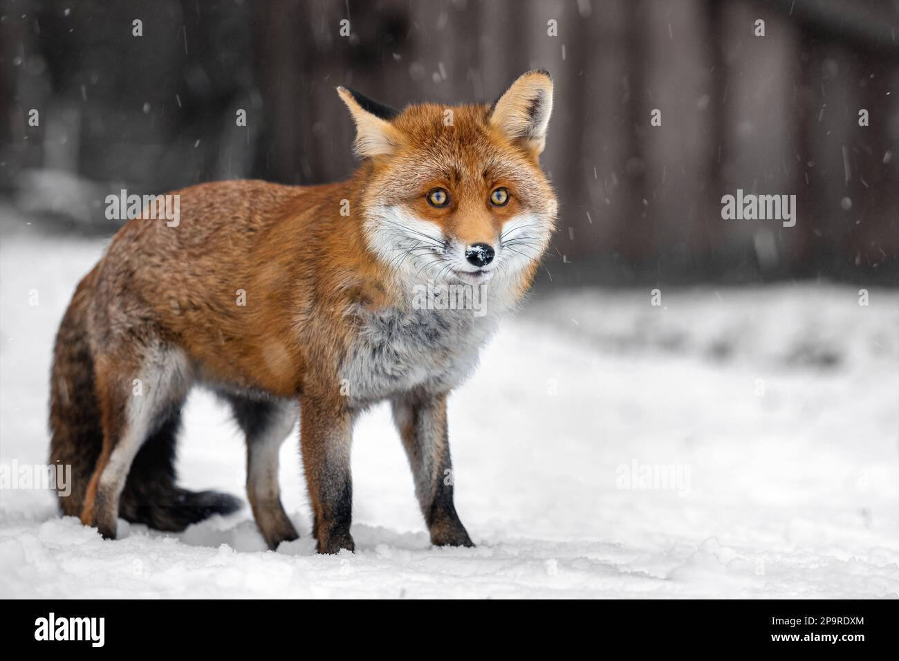 The red fox is hungry and on the lookout for prey Stock Photo - Alamy