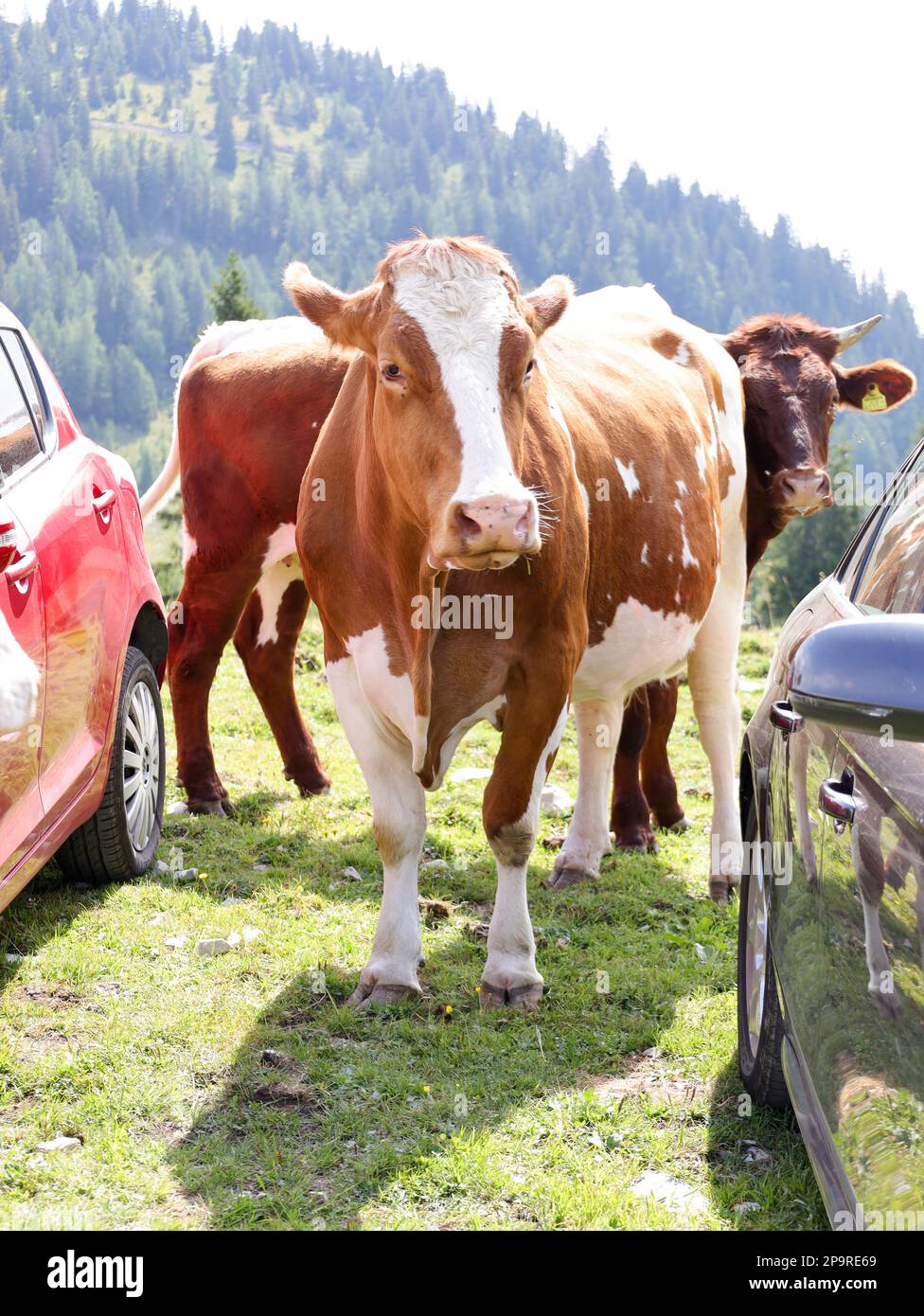 alpine cows on meadow Stock Photo - Alamy
