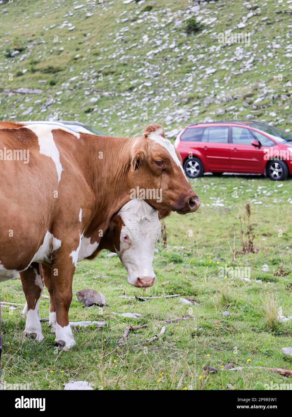 alpine cows on meadow Stock Photo - Alamy